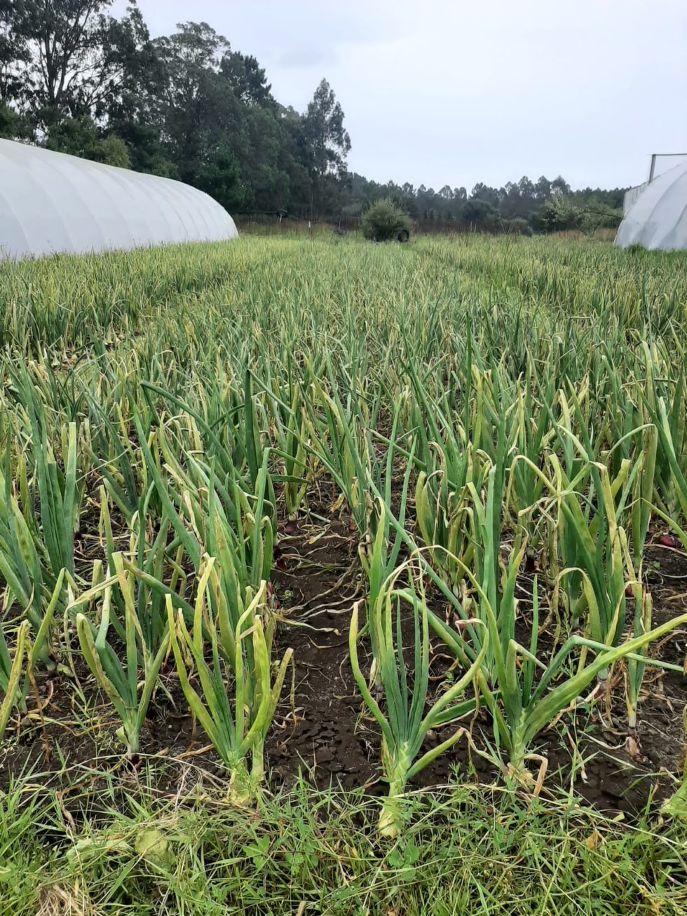 FRUTAS Y VERDURAS DE TEMPORADA | Finca el Cabillón