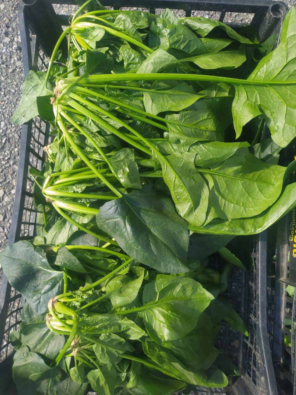 DISPONIBILIDAD FINCA 21 MARZO | Finca el Cabillón