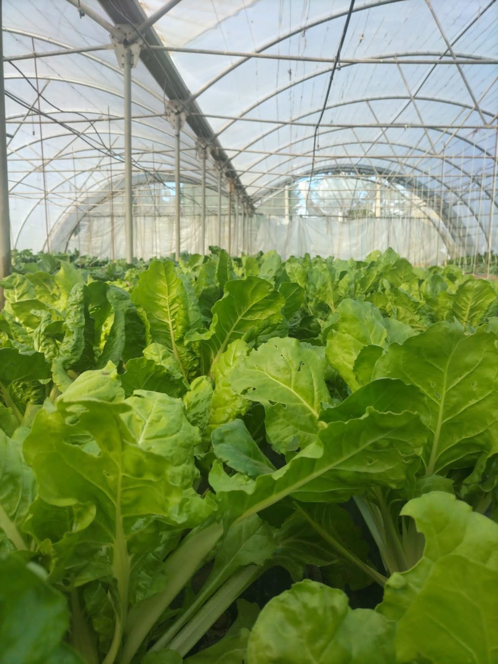 Esta semana en la finca… | Finca el Cabillón