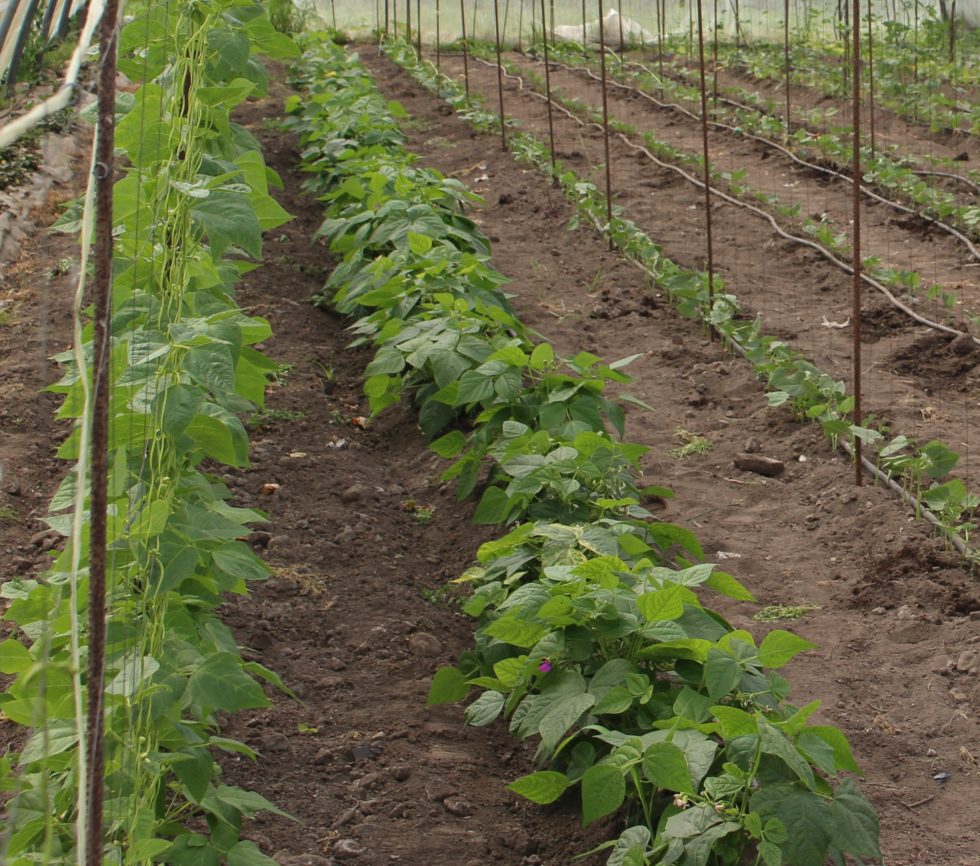 Frutas y verduras de temporada | Finca el Cabillón