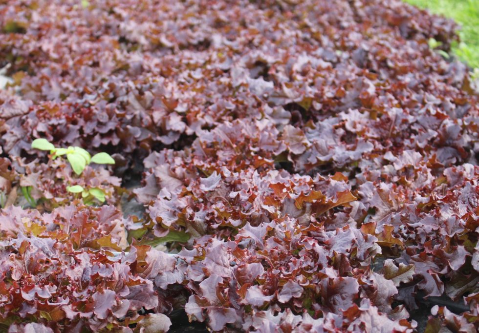 Disponible en finca | Finca el Cabillón